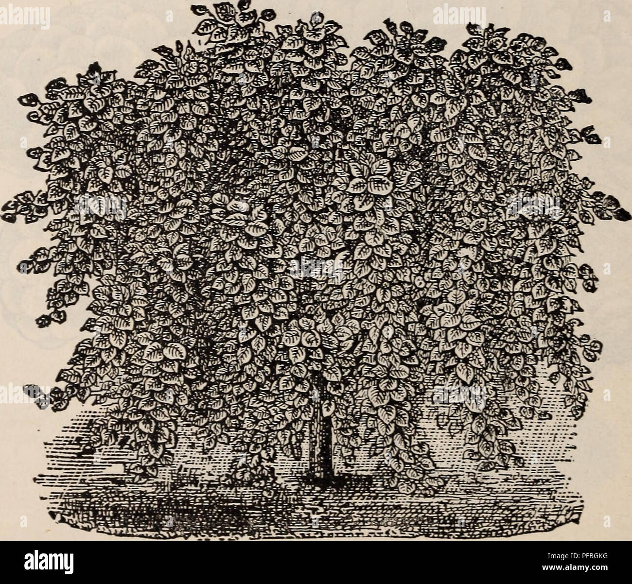 This catalog provides a detailed description and illustrations of fruit ...