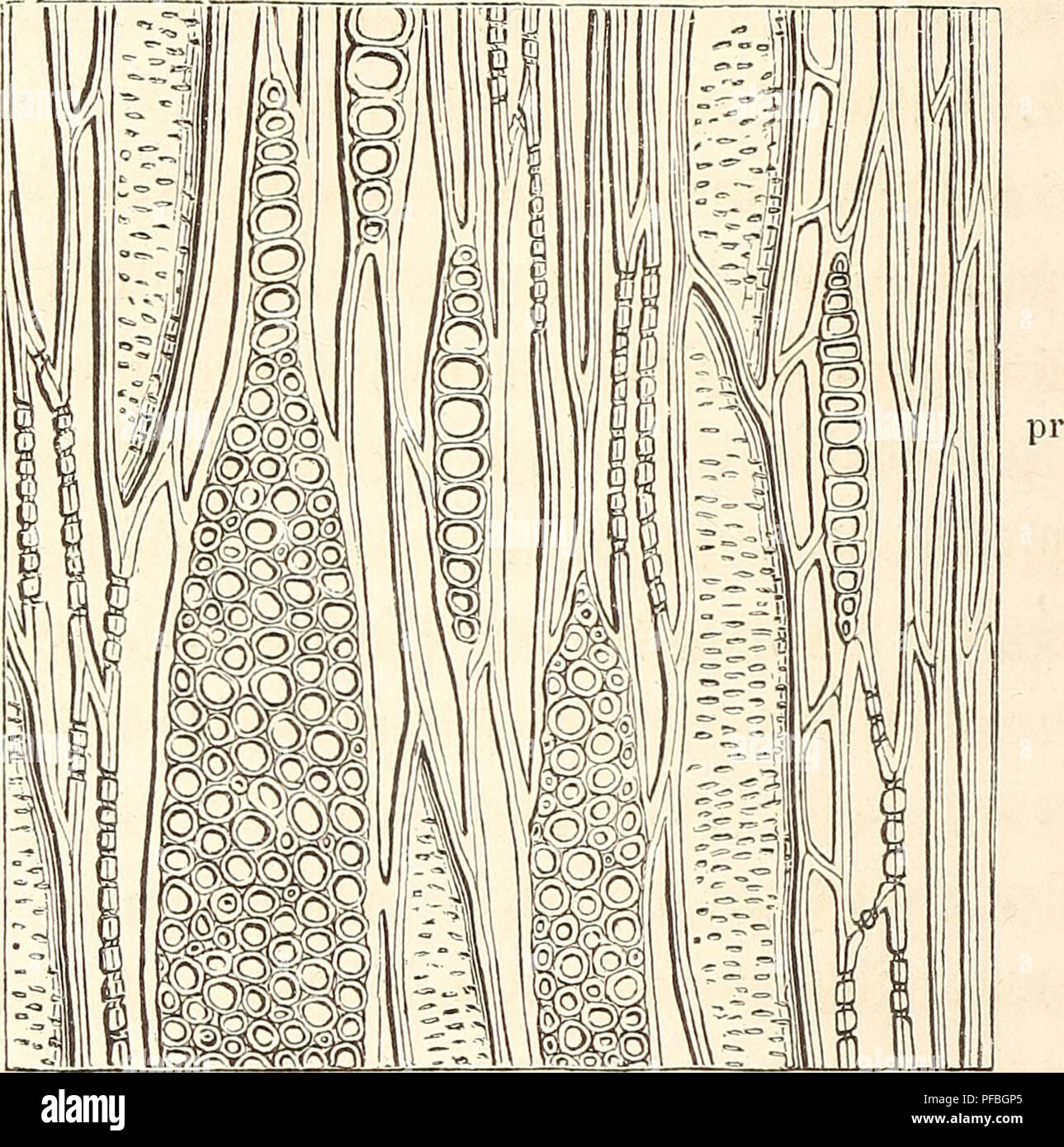 This work explores the various types of forests and forestry practices ...