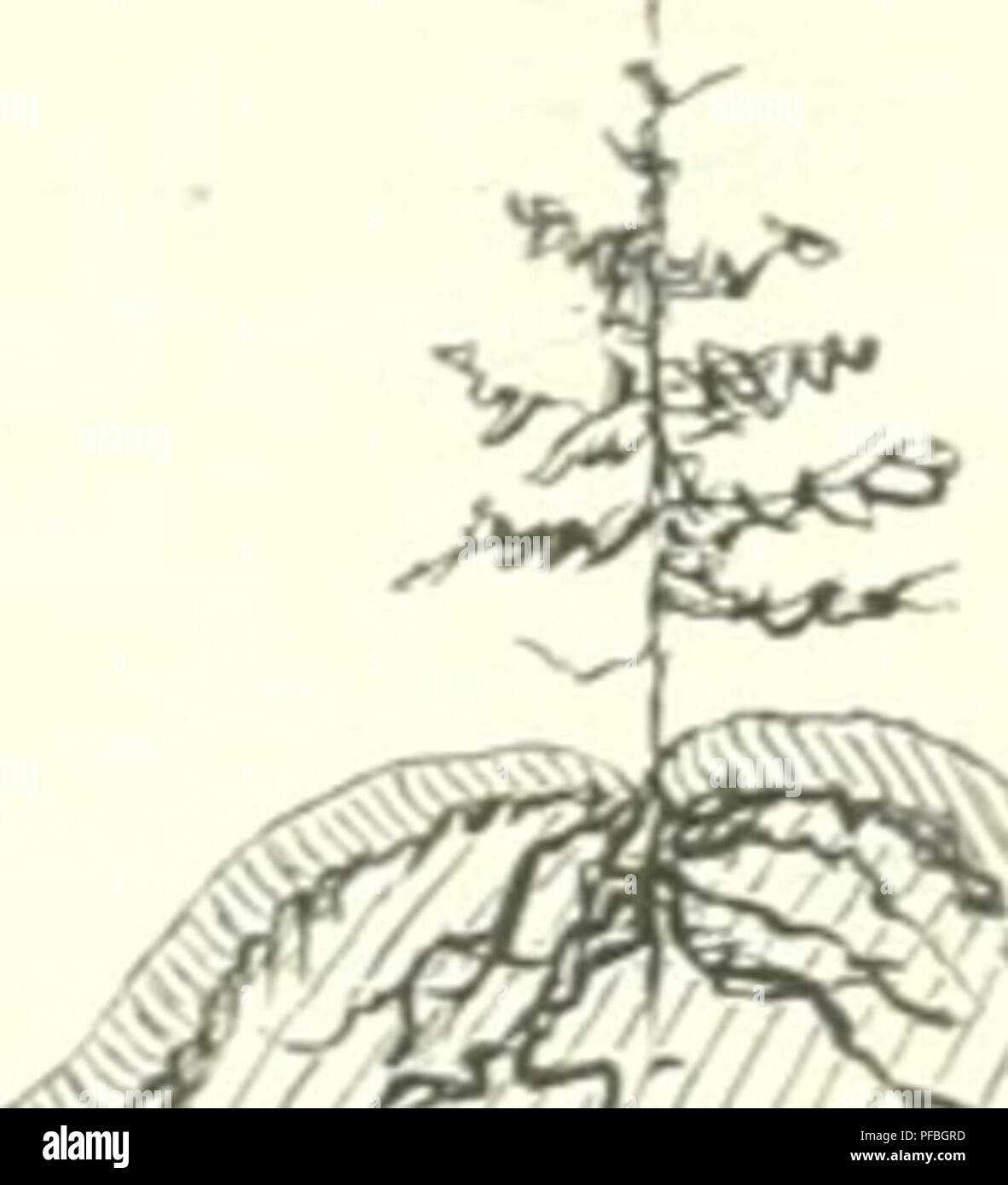 This forestry guide discusses forest management, specifically the use ...