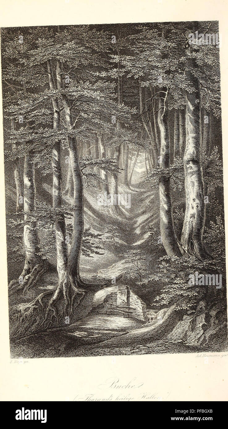 This 19th-century illustration depicts various tree species and forests ...