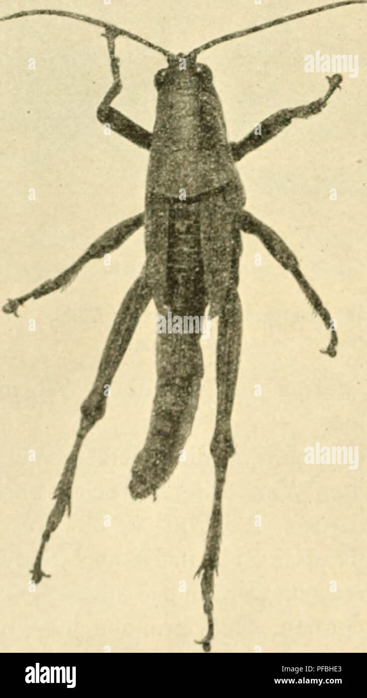 Grasshopper in java hi-res stock photography and images - Alamy