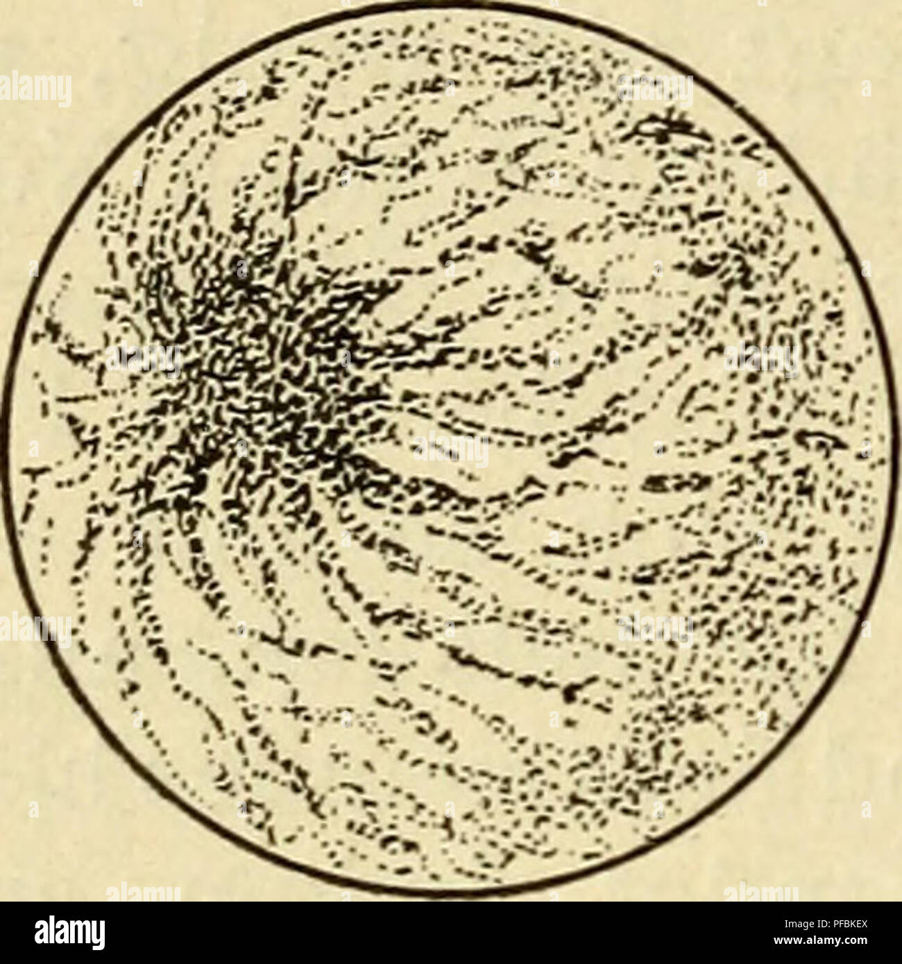 This German work explores the North Atlantic plankton, including ...