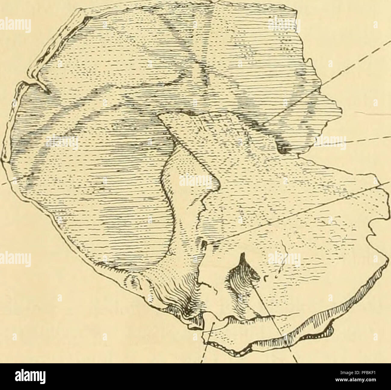 Transversi hi-res stock photography and images - Alamy