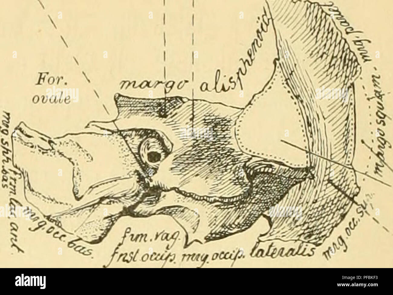 Mastoideus hi-res stock photography and images - Alamy