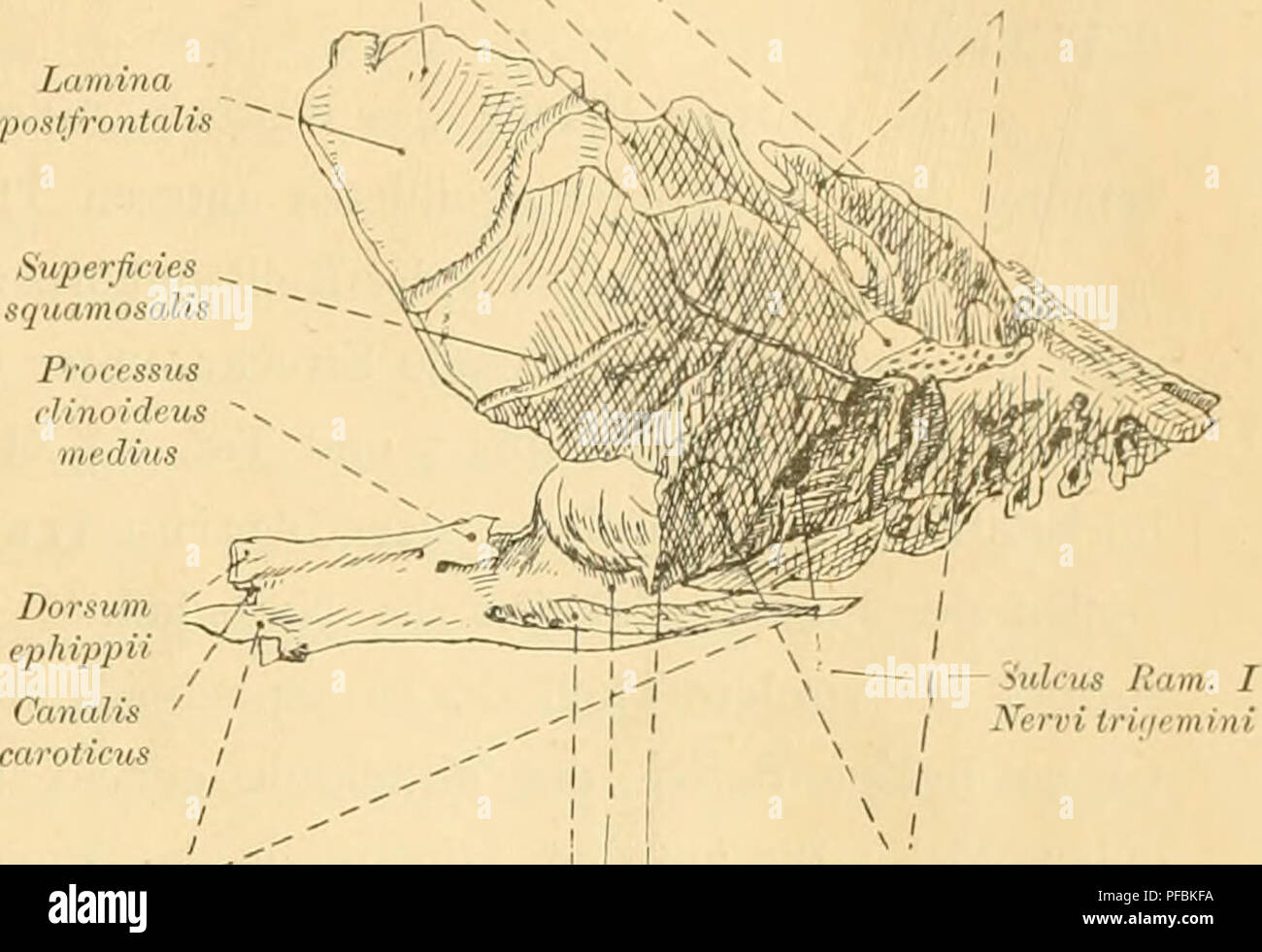 . Der Schädelbau der Monotremen. Monotremes; Skull; Skeleton; Zoology ...