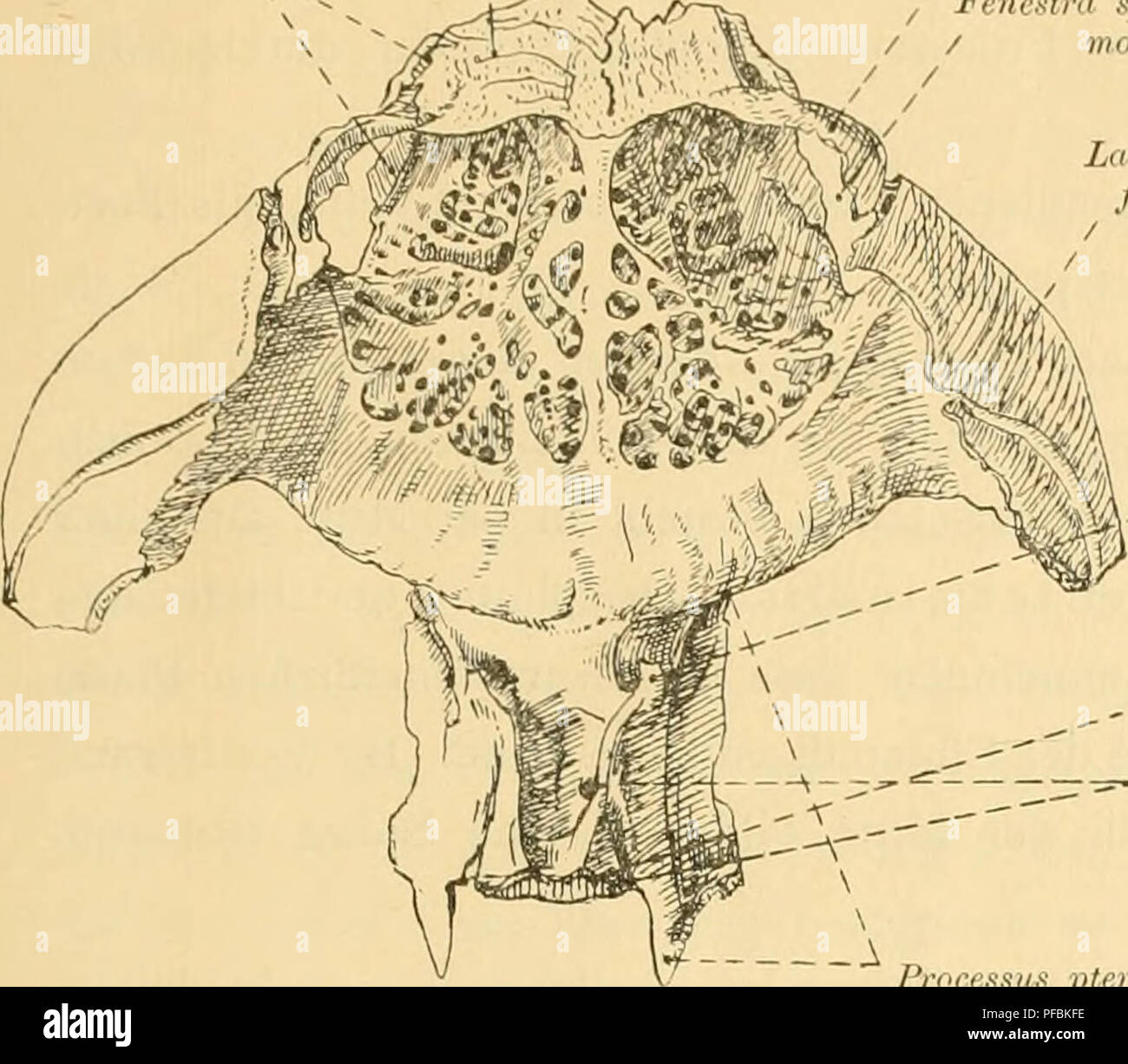 This study on monotreme skull structures provides detailed anatomical ...