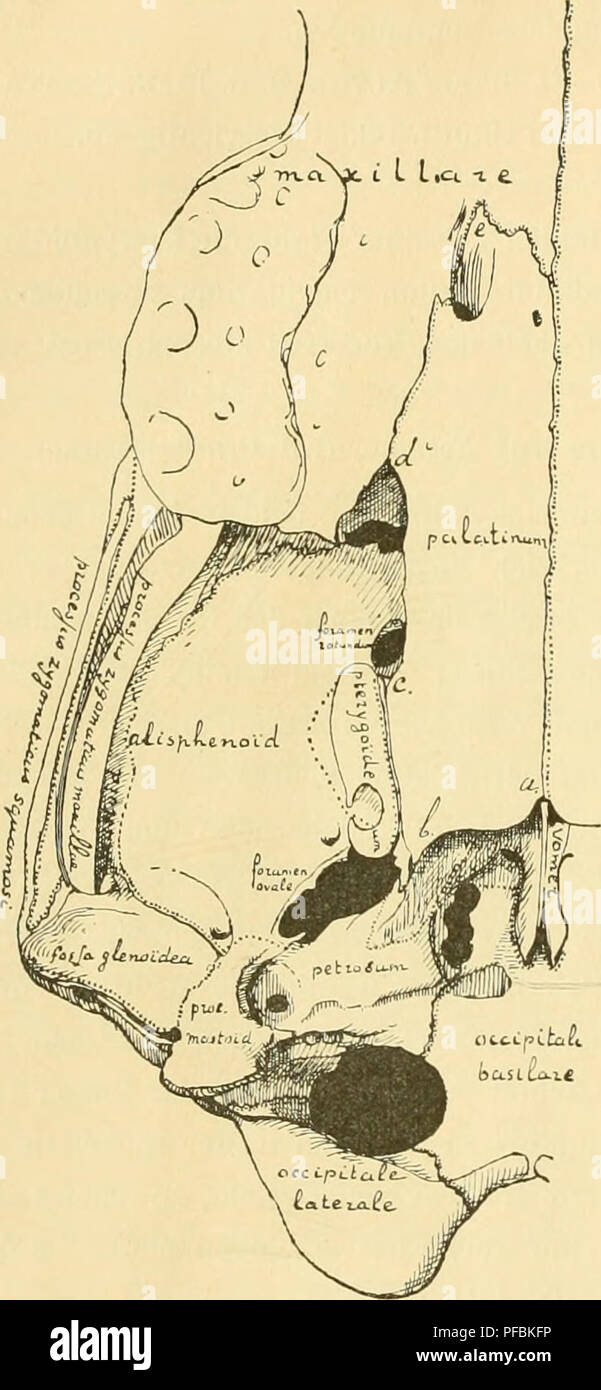 This study on monotremes focuses on the unique skull and skeleton ...
