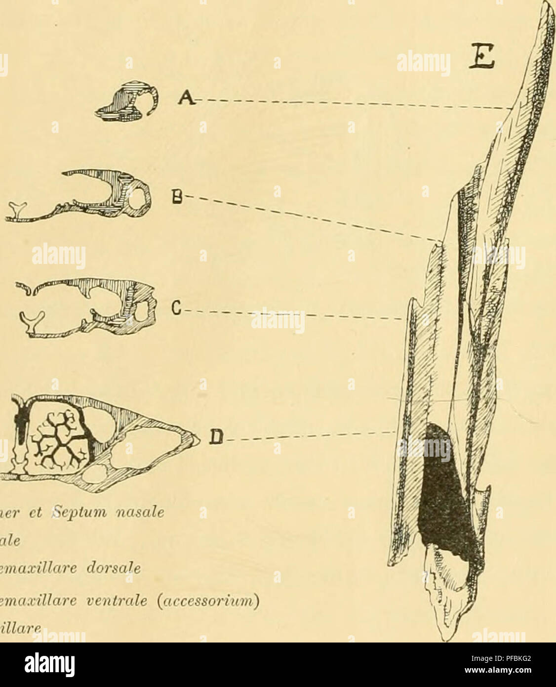 Zwei kleine mitte hi-res stock photography and images - Alamy