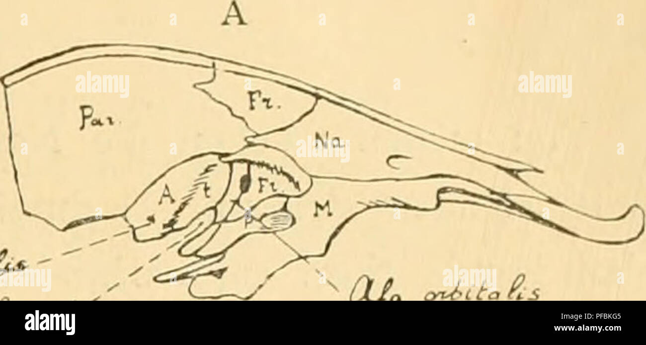 This work provides an in-depth analysis of the skull structure of ...