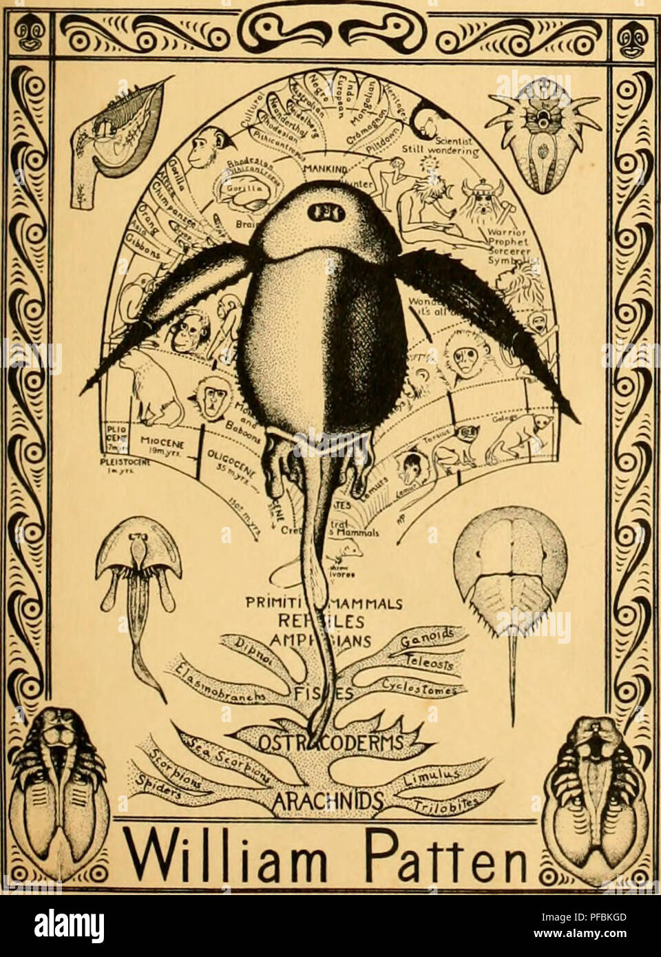 This anatomical study by Dr. Johan Frans van Bemmelen examines the ...