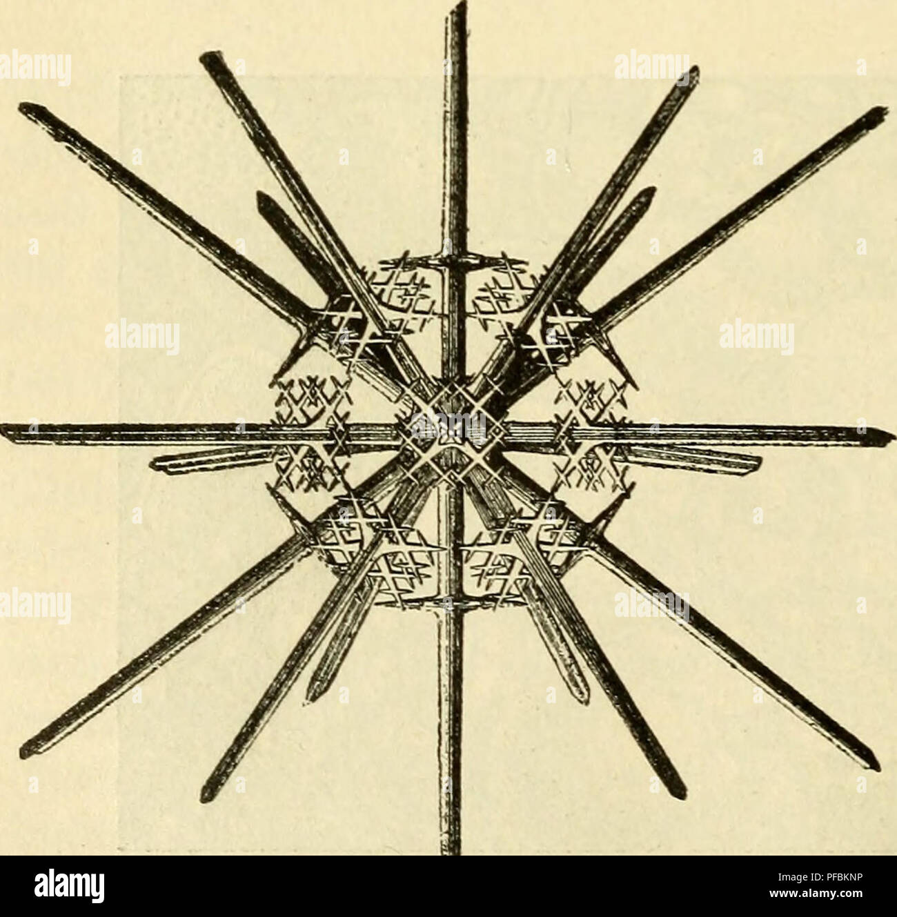 This image depicts Radiolaria, a type of planktonic marine protozoa ...