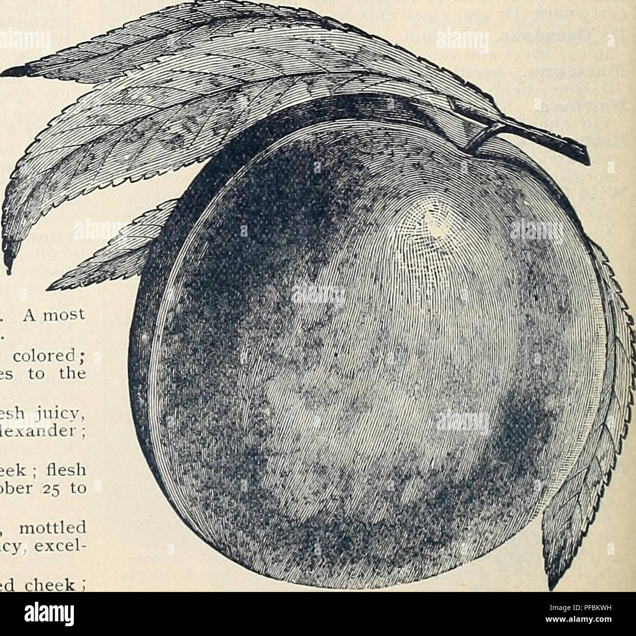 Catalogs tree hi-res stock photography and images - Alamy