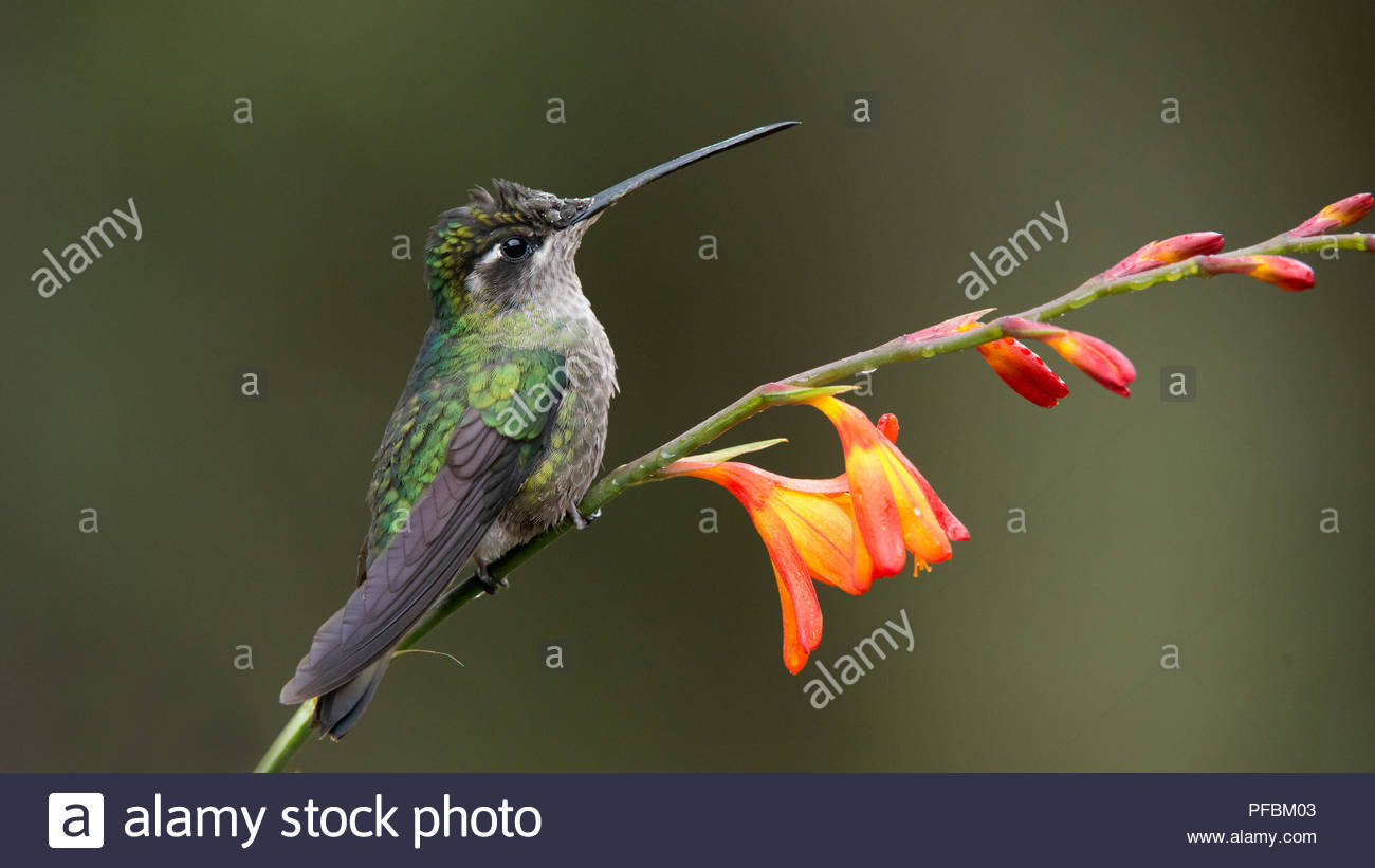 Fiery Throated Hummingbird Stock Photos & Fiery Throated Hummingbird ...