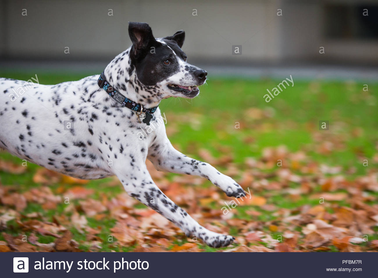 Dalmation Spots Stock Photos & Dalmation Spots Stock Images - Alamy