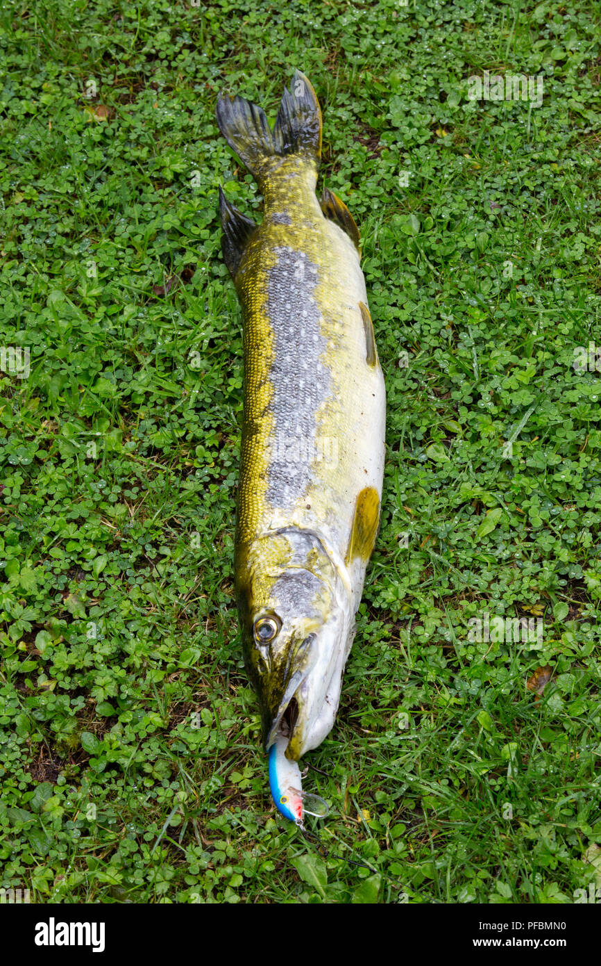 Snapped fish hi-res stock photography and images - Alamy