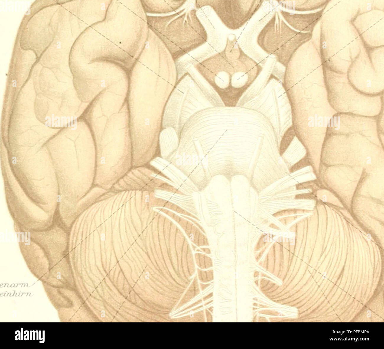 A study of human anatomy and physiology, focusing on the structure and ...