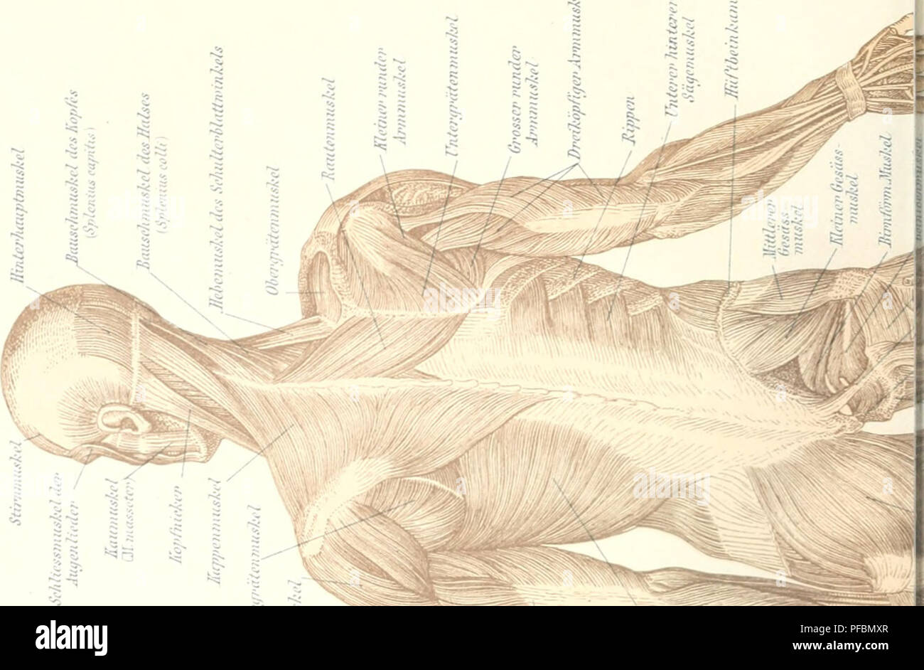 A detailed anatomical and physiological study of the human body ...