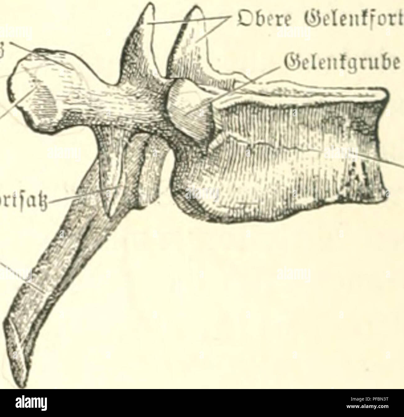 This work explores human anatomy and physiology, offering insights into ...