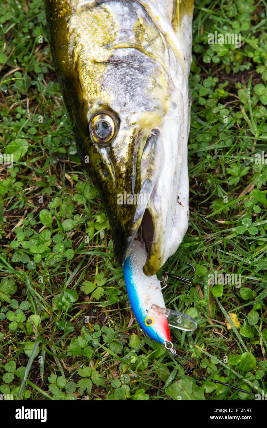 Snapped fish hi-res stock photography and images - Alamy