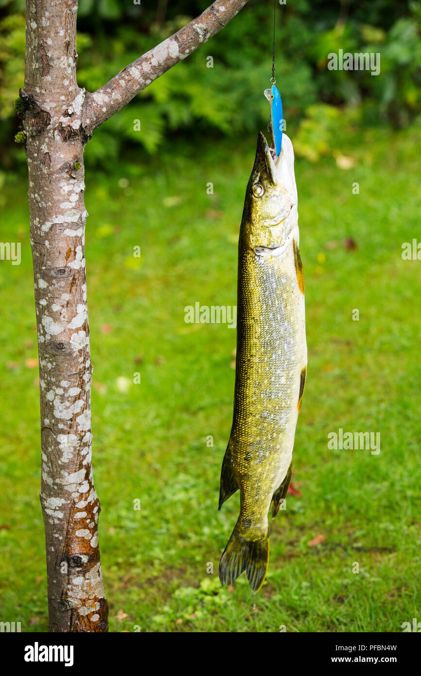 Snapped fish hi-res stock photography and images - Alamy