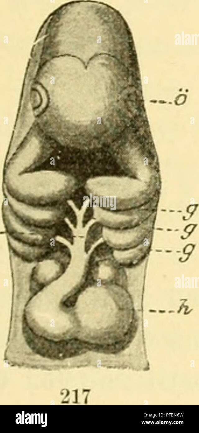. Der Mensch, sein Ursprung und seine Entwicklung, in gemeinverständlicher Darstellung. Human ...