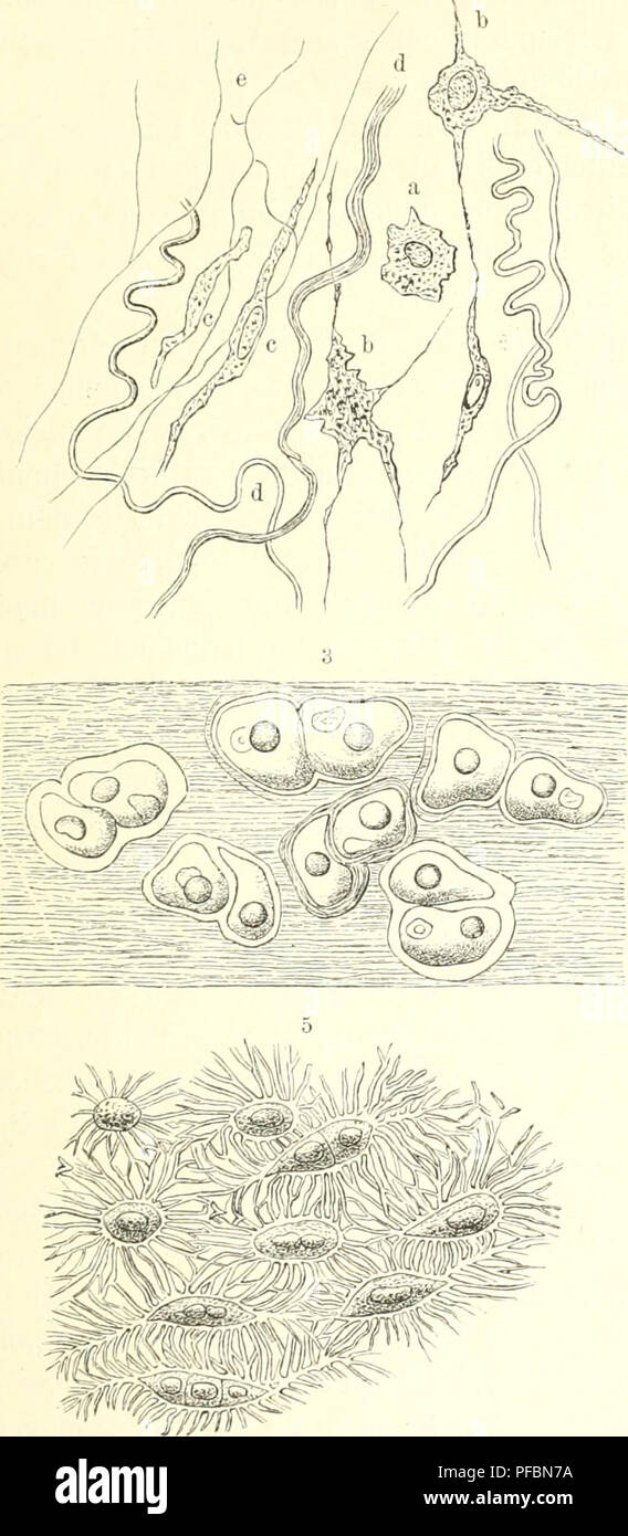 An anthropology book discussing human anatomy and physiology ...
