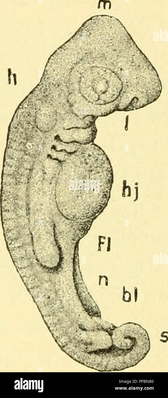 This work explores human evolution and development, with illustrations ...