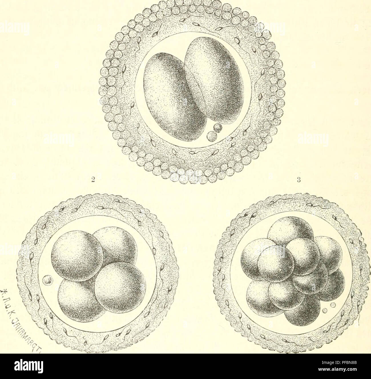 This work on human anatomy and physiology explores the structure and ...
