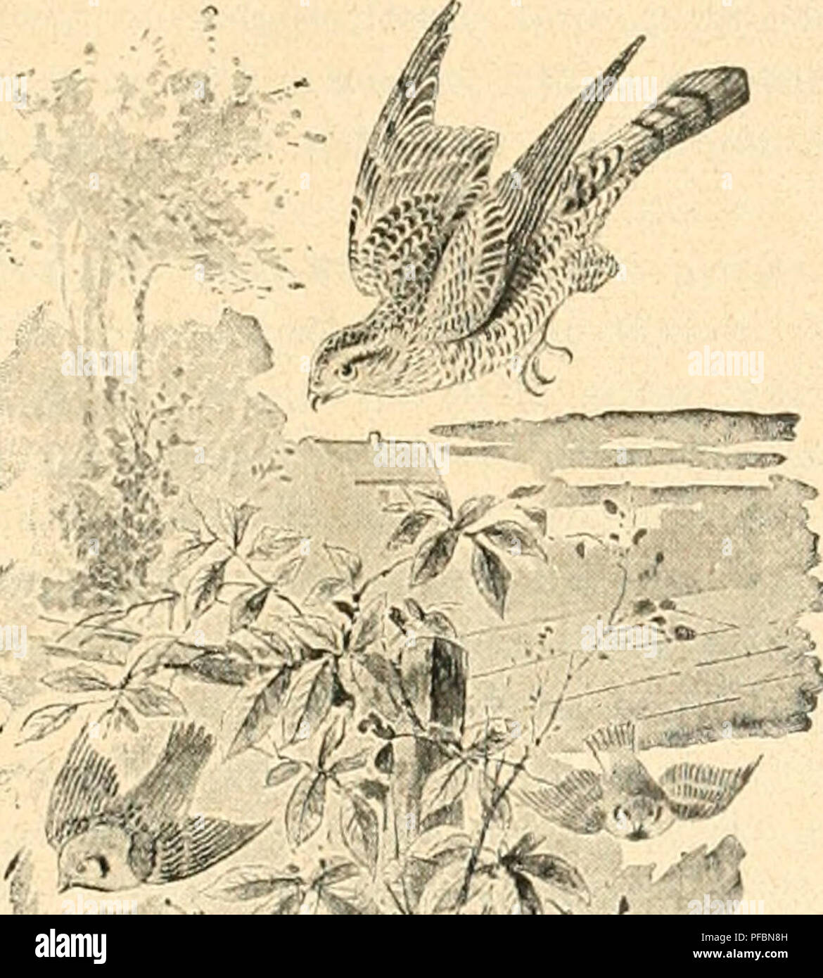 A German text on ornithology, providing descriptions of various bird ...