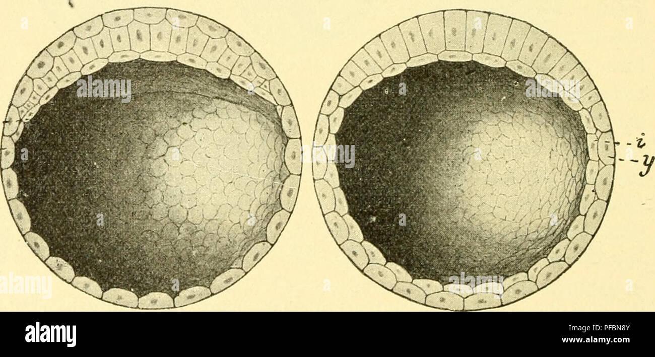 This work presents a simplified view of human origins and development ...