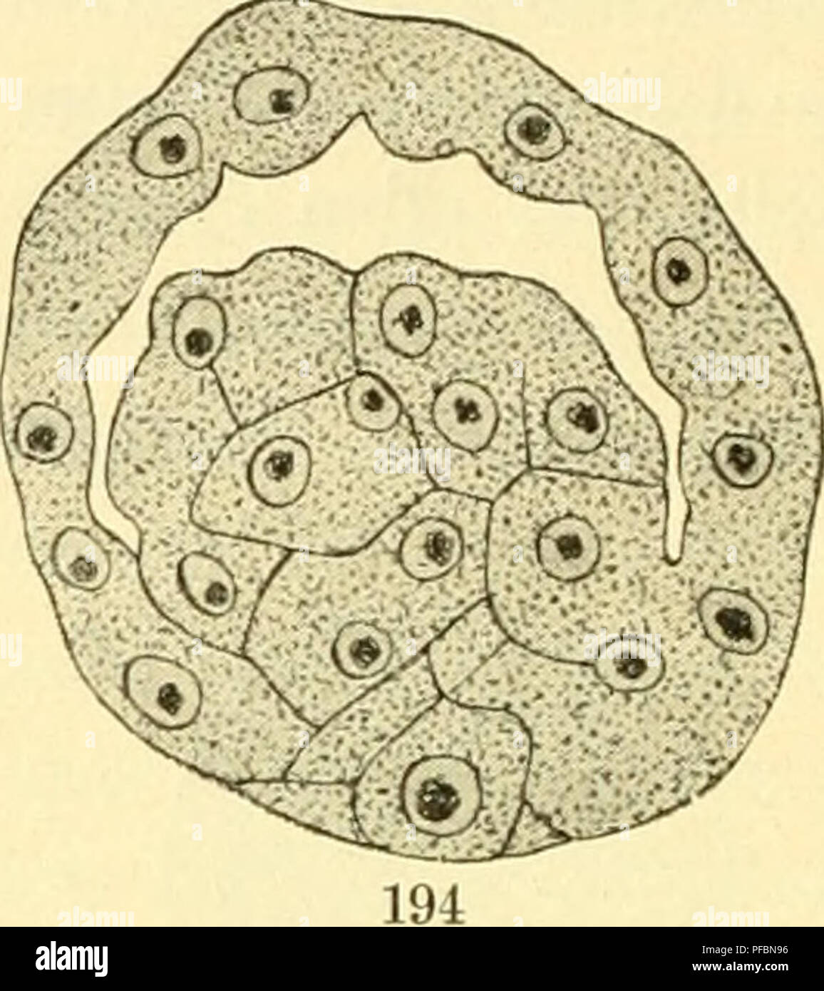 This work discusses human evolution, covering embryological stages, the ...