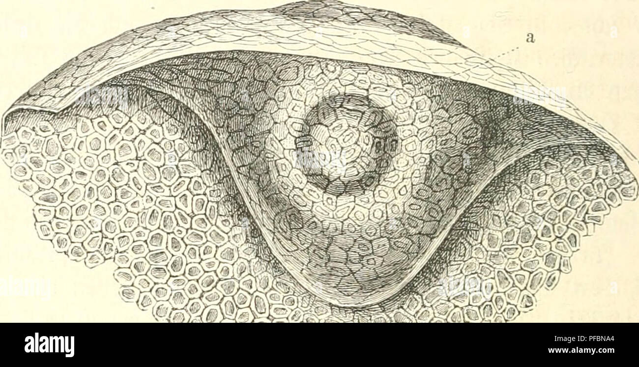 This work on human anatomy and physiology discusses various aspects of ...