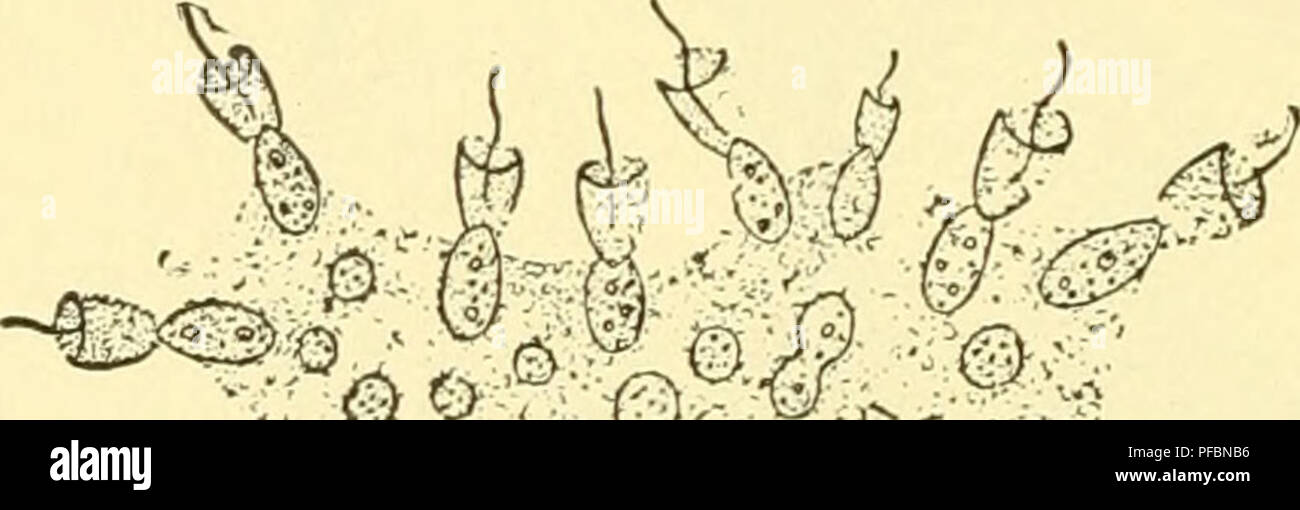 This work explores the origin and development of humans, providing an ...