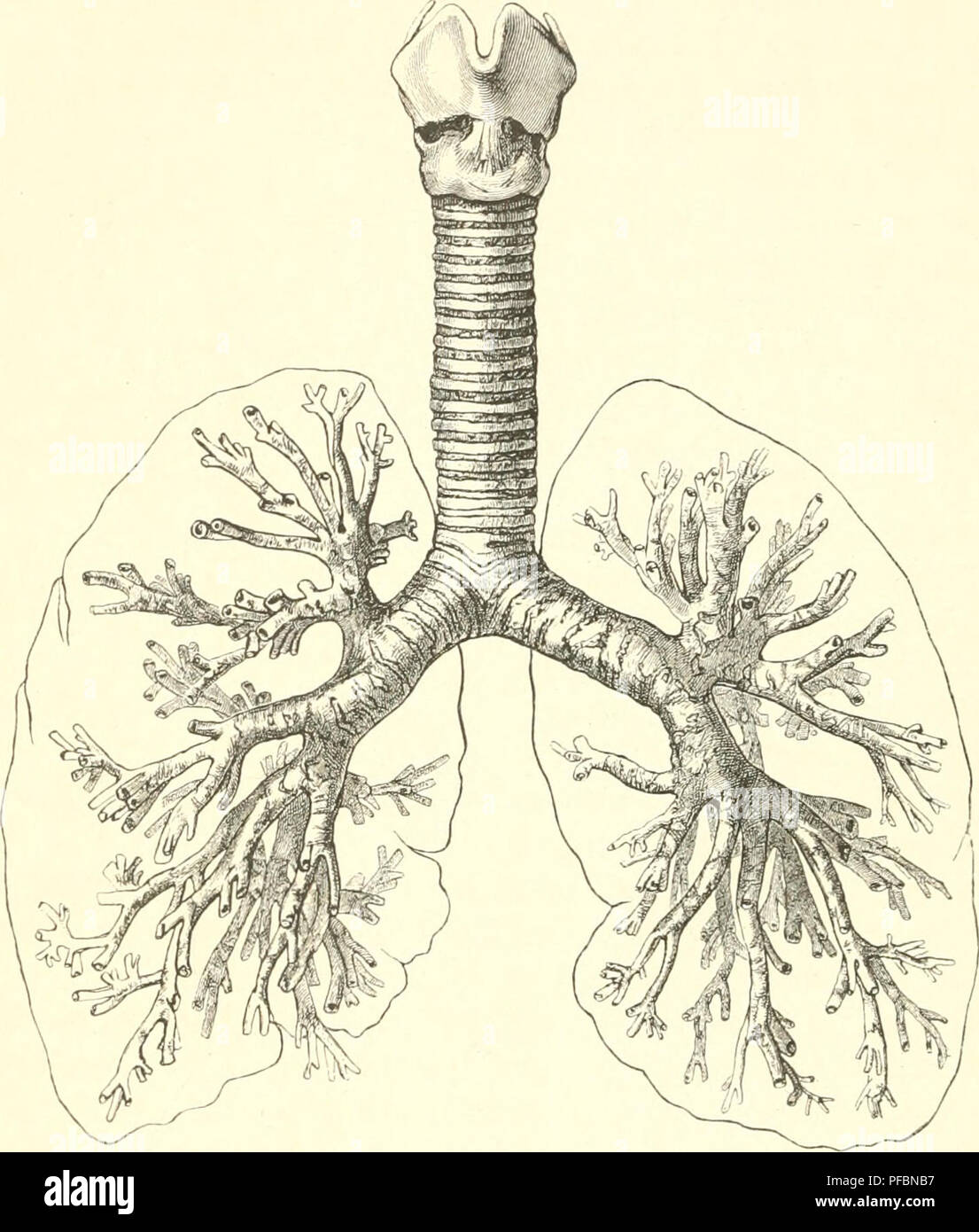 This anthropological and anatomical work provides detailed descriptions ...