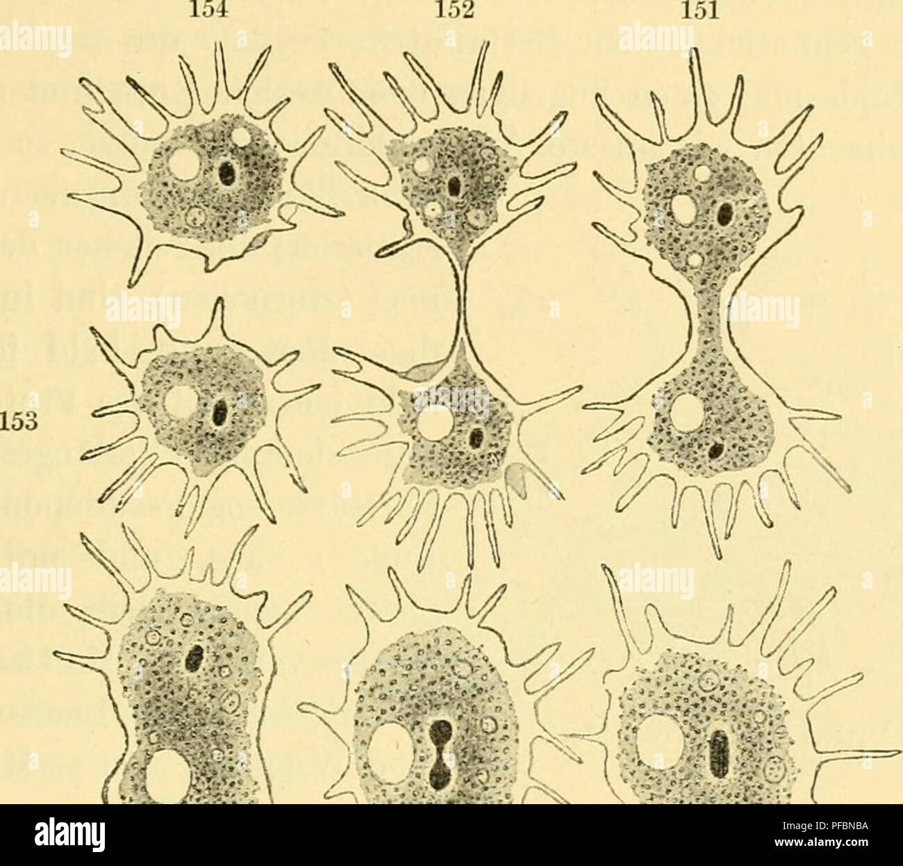 This German-language work explores human evolution in an accessible ...