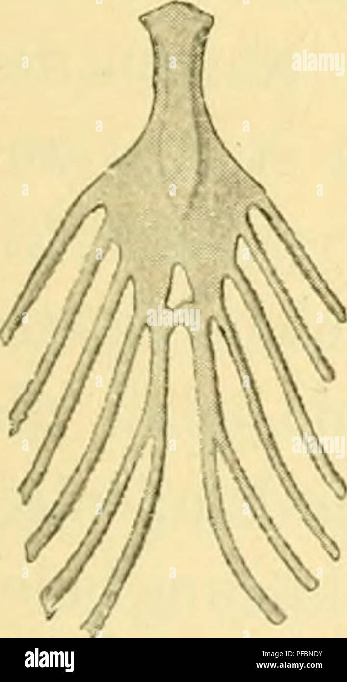 This illustration from 'Der Mensch' shows the fusion of rib ends into ...