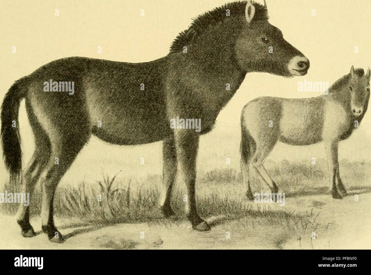 Ganze serie hi-res stock photography and images - Alamy