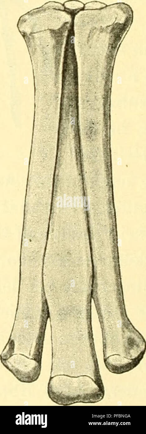 Illustrations of dinosaur foot and limb bones, including those of ...