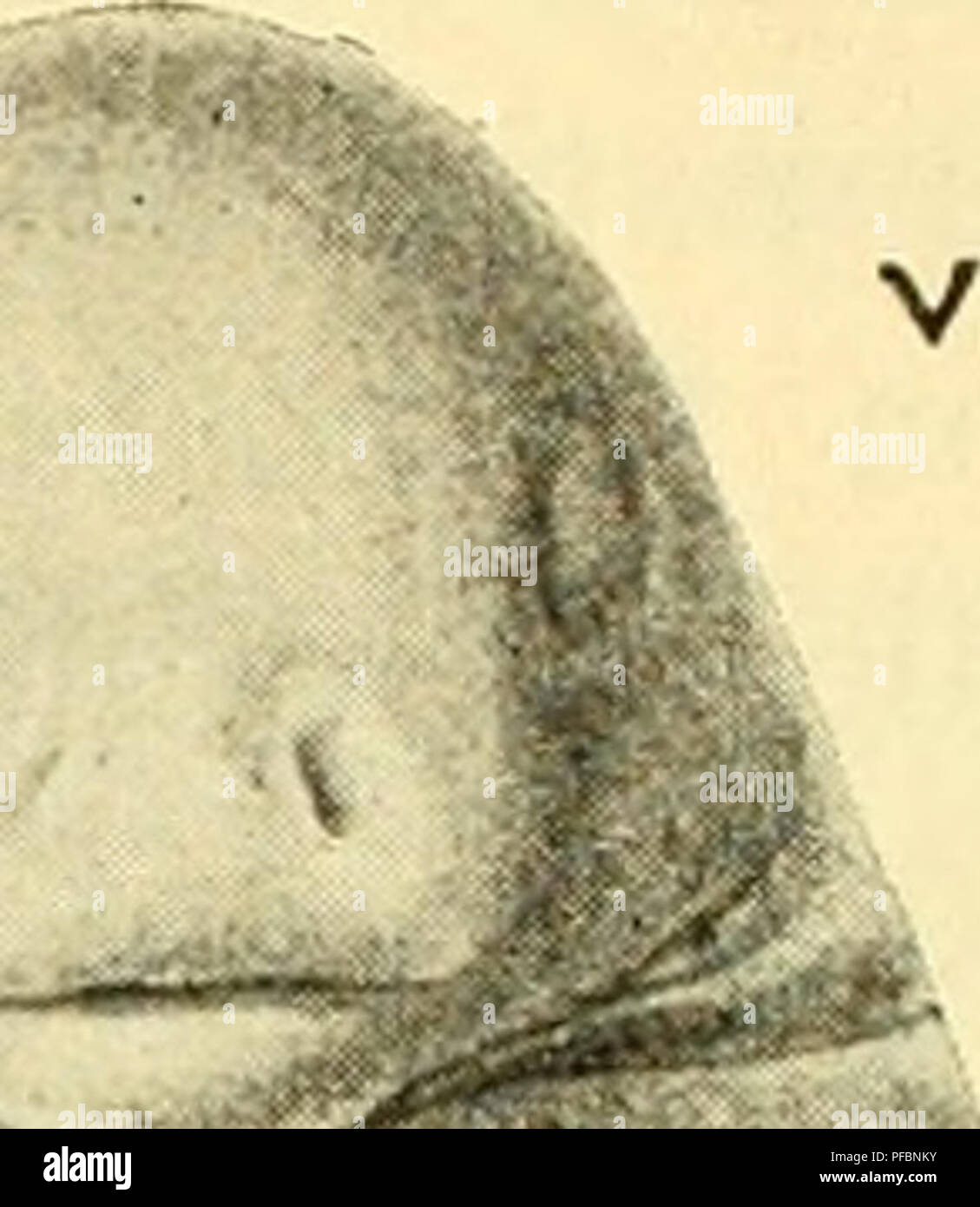 Homo habilis fossils hi-res stock photography and images - Alamy