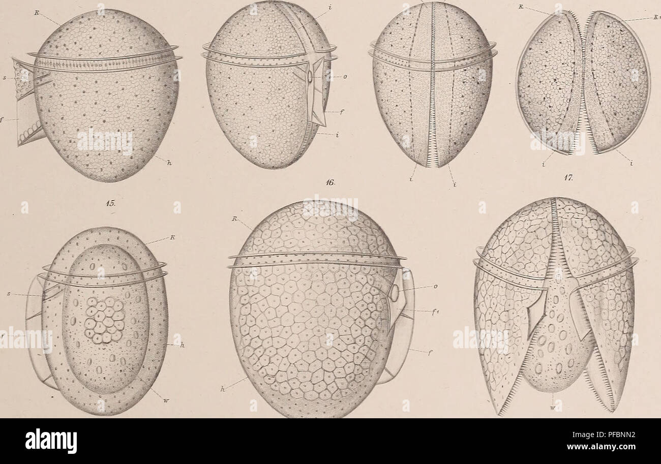 This work by Friedrich Stein delves into the organism structure and ...