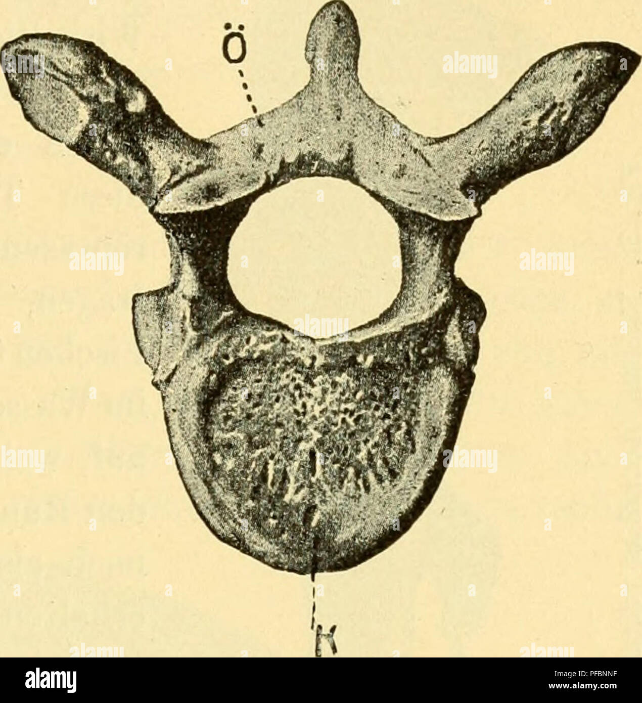 This entry discusses human evolution, particularly the development of ...