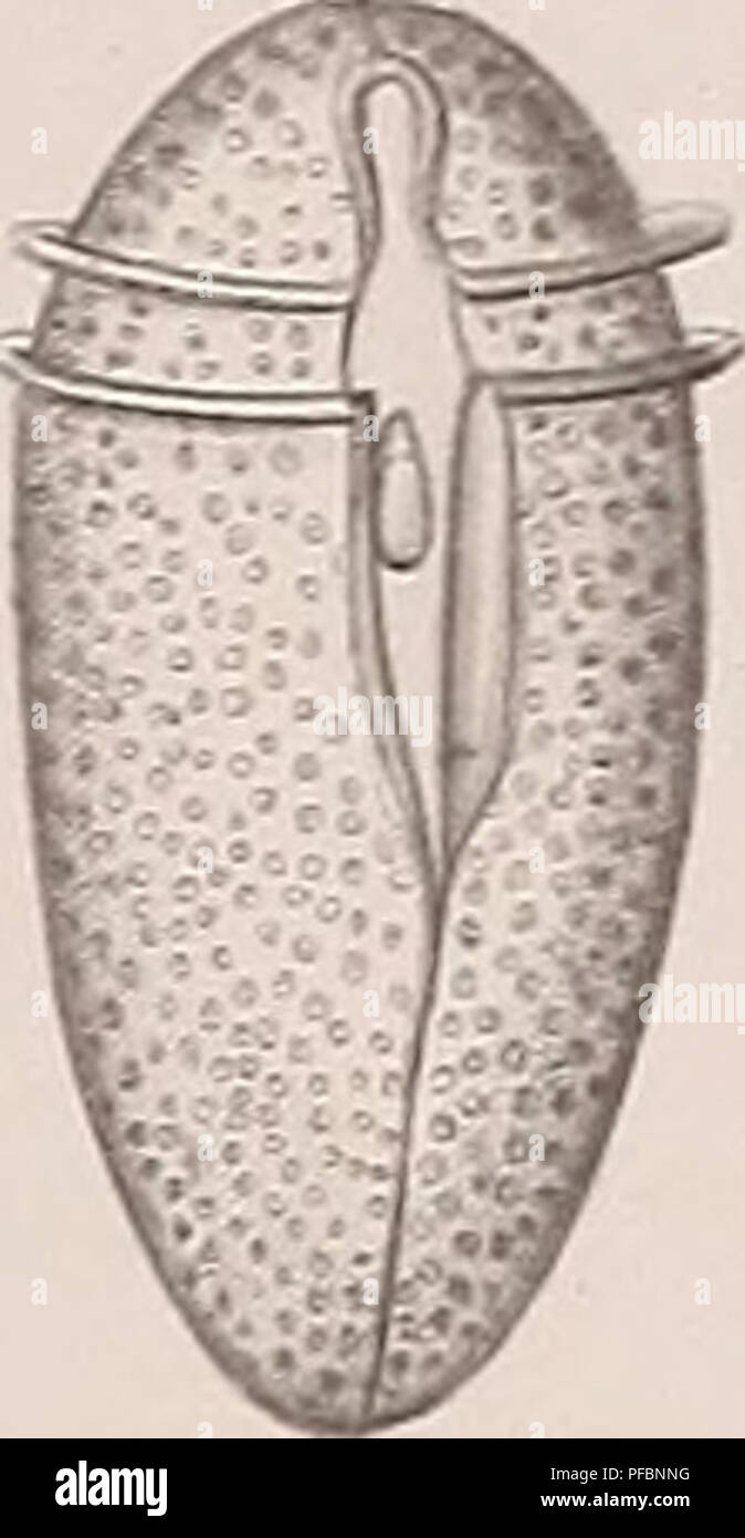 This work details the structure and classification of Infusoria ...