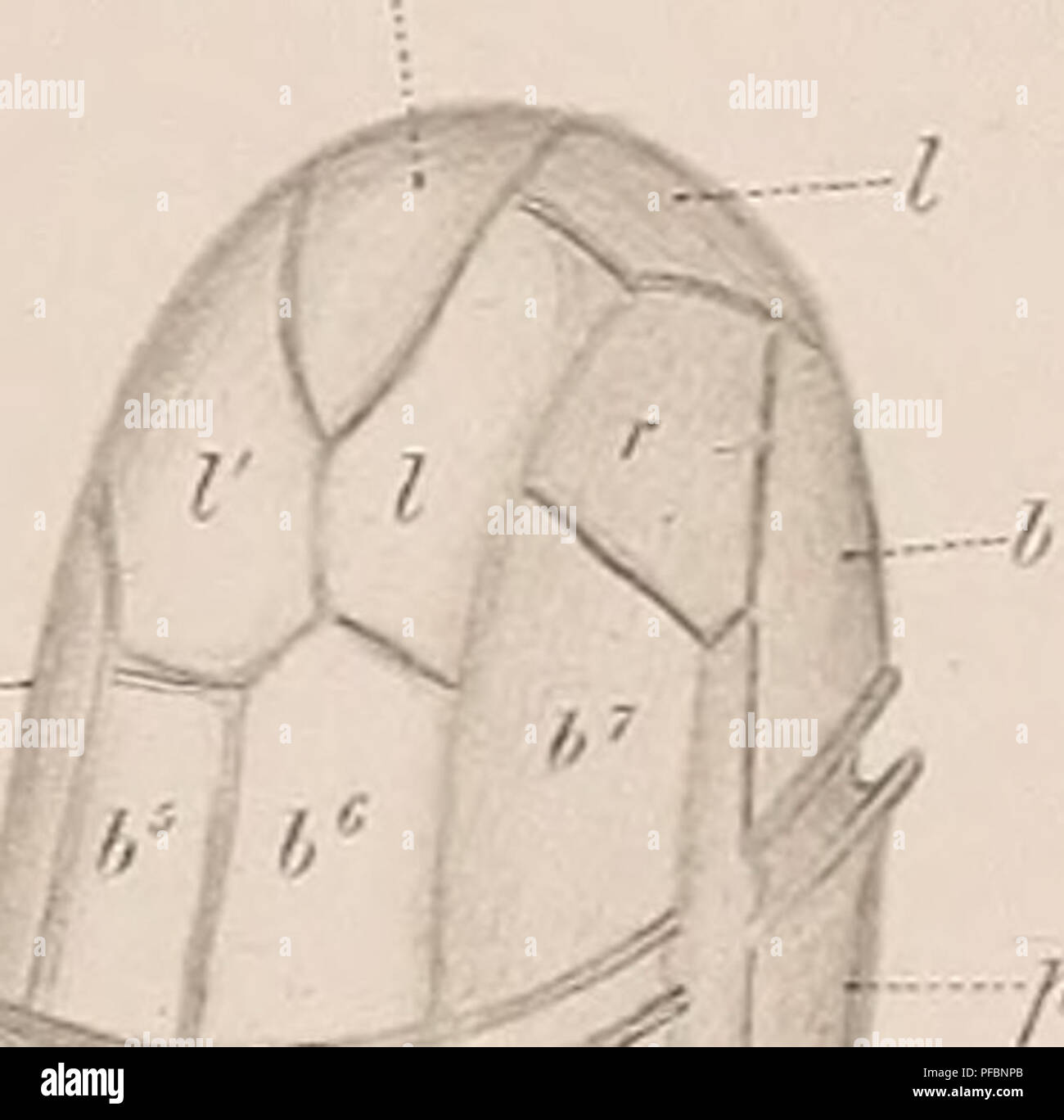 This work by Friedrich von Stein focuses on the biology and ...