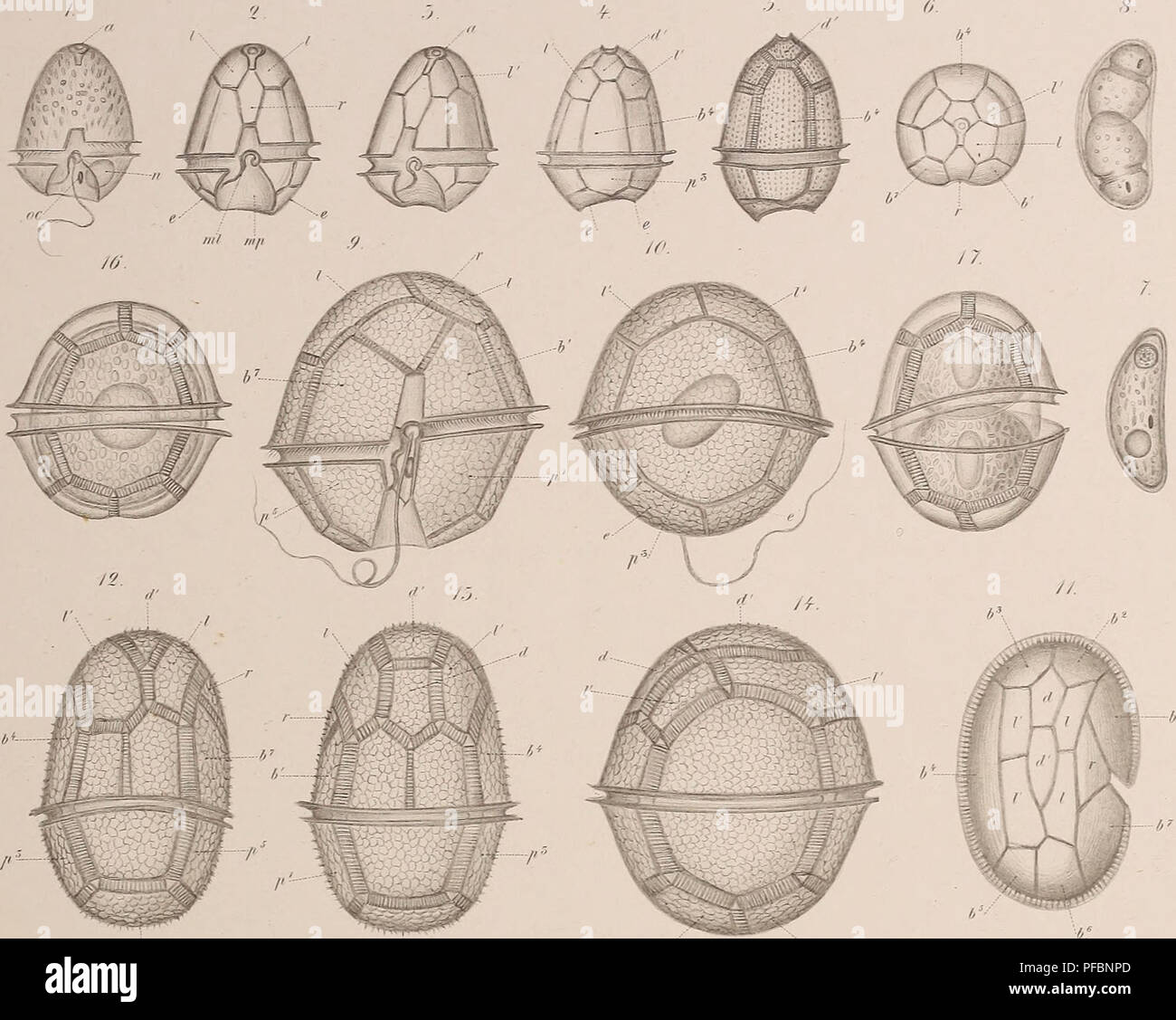 Study infusoria ciliated protozoa hi-res stock photography and images ...