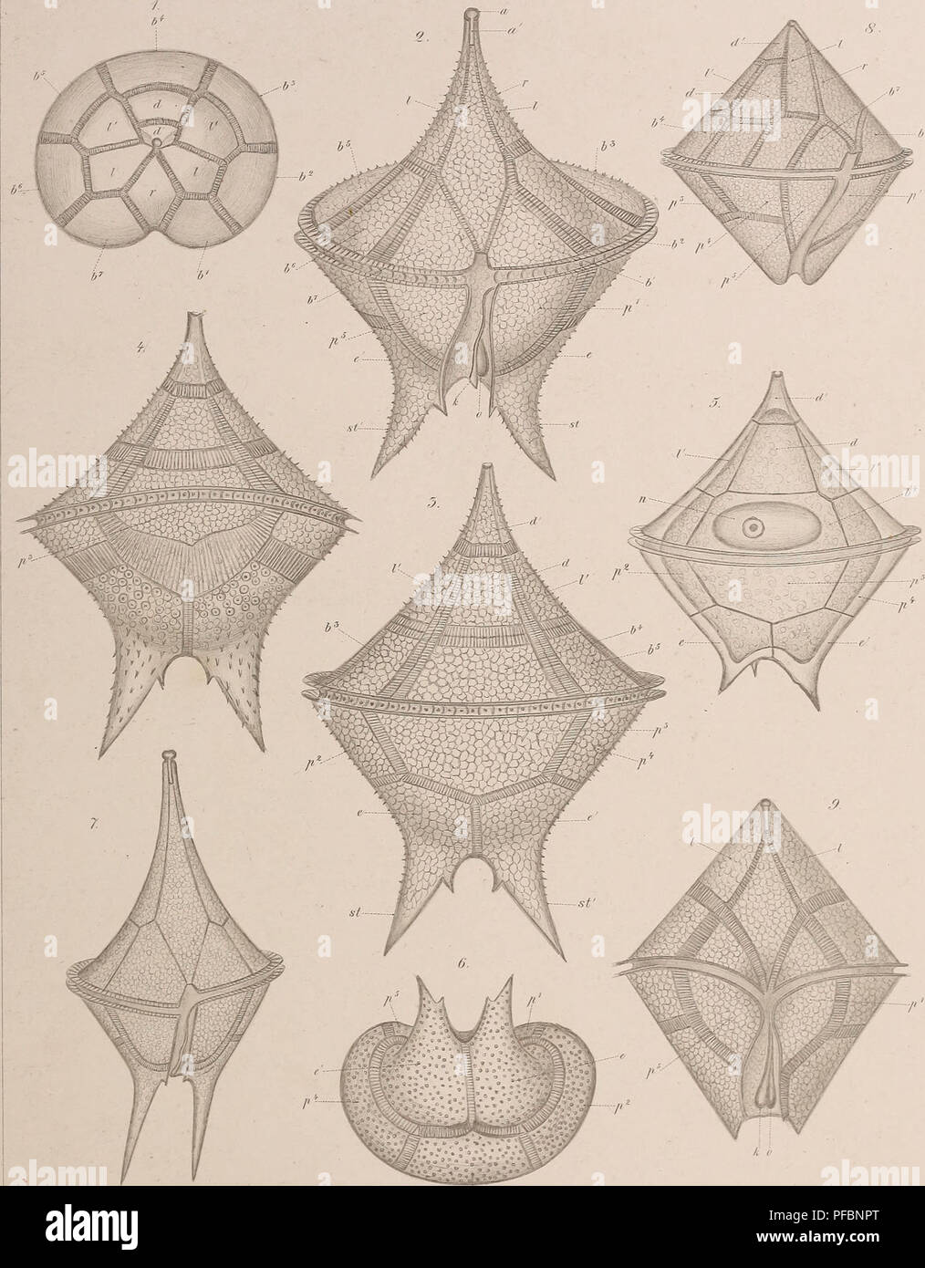 This work examines the organisms of Infusoria, particularly ciliates ...