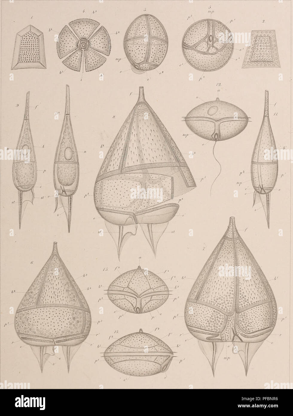 This work describes the structure and biology of Infusoria, also known ...