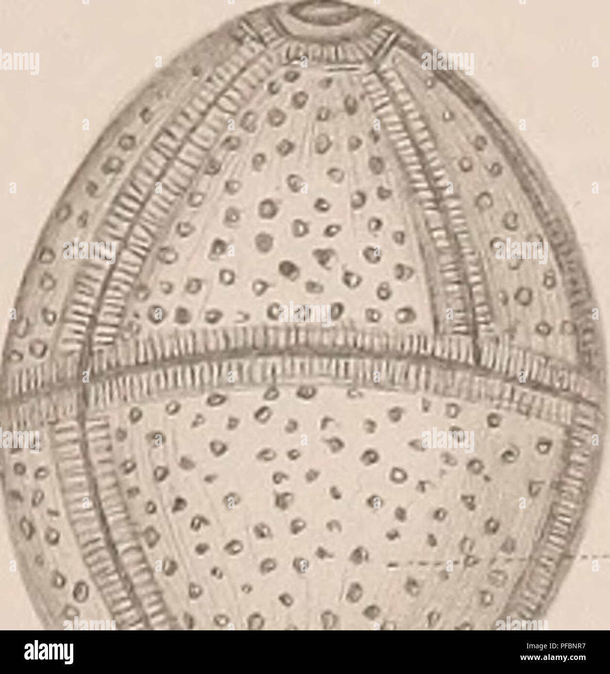 This work by Friedrich von Stein explores the biology of Infusoria, a ...
