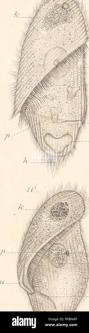 This 19th-century study by Friedrich Stein focuses on the anatomy and ...
