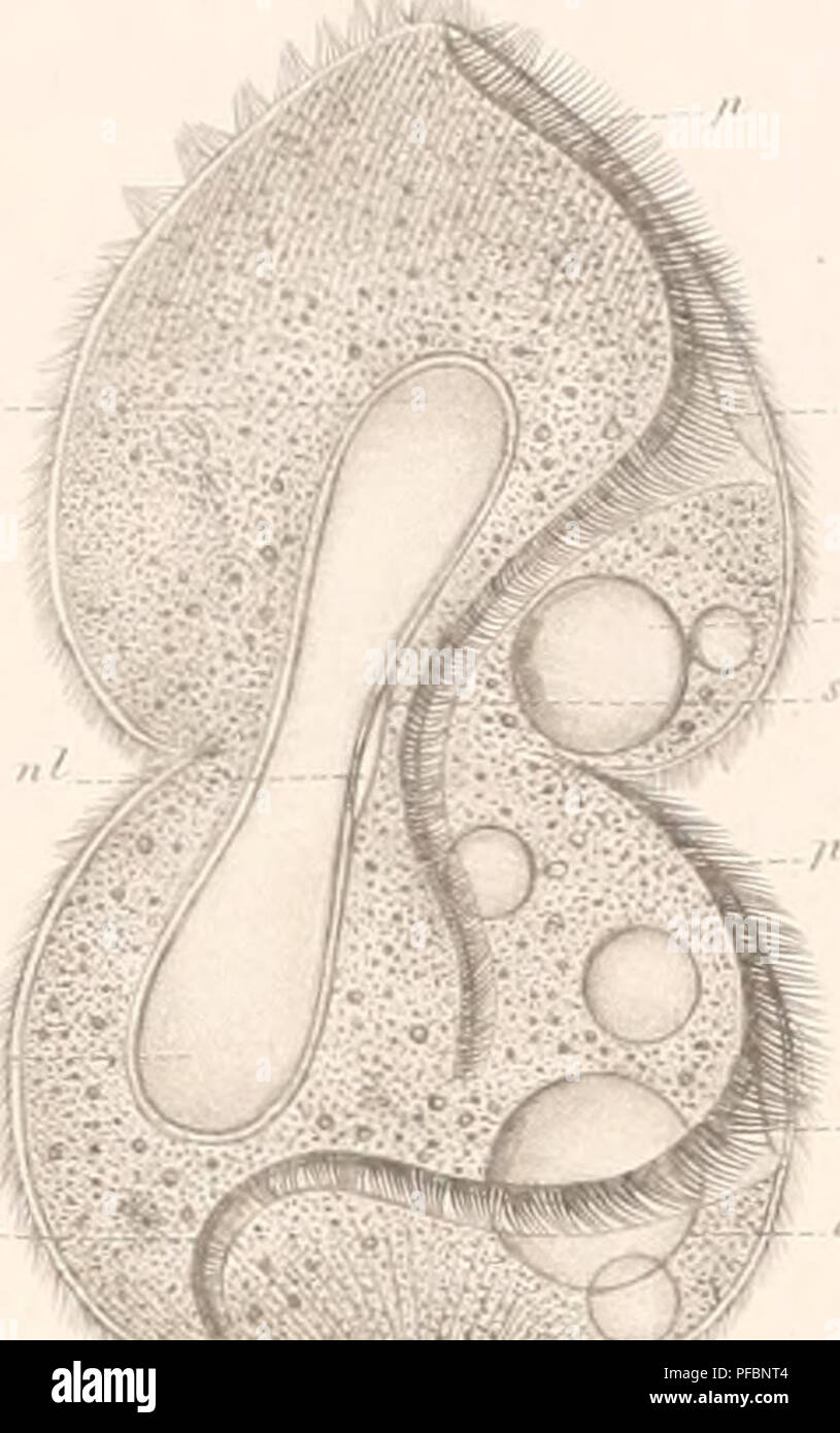Friedrich Stein's study on Infusoria examines the structure and ...