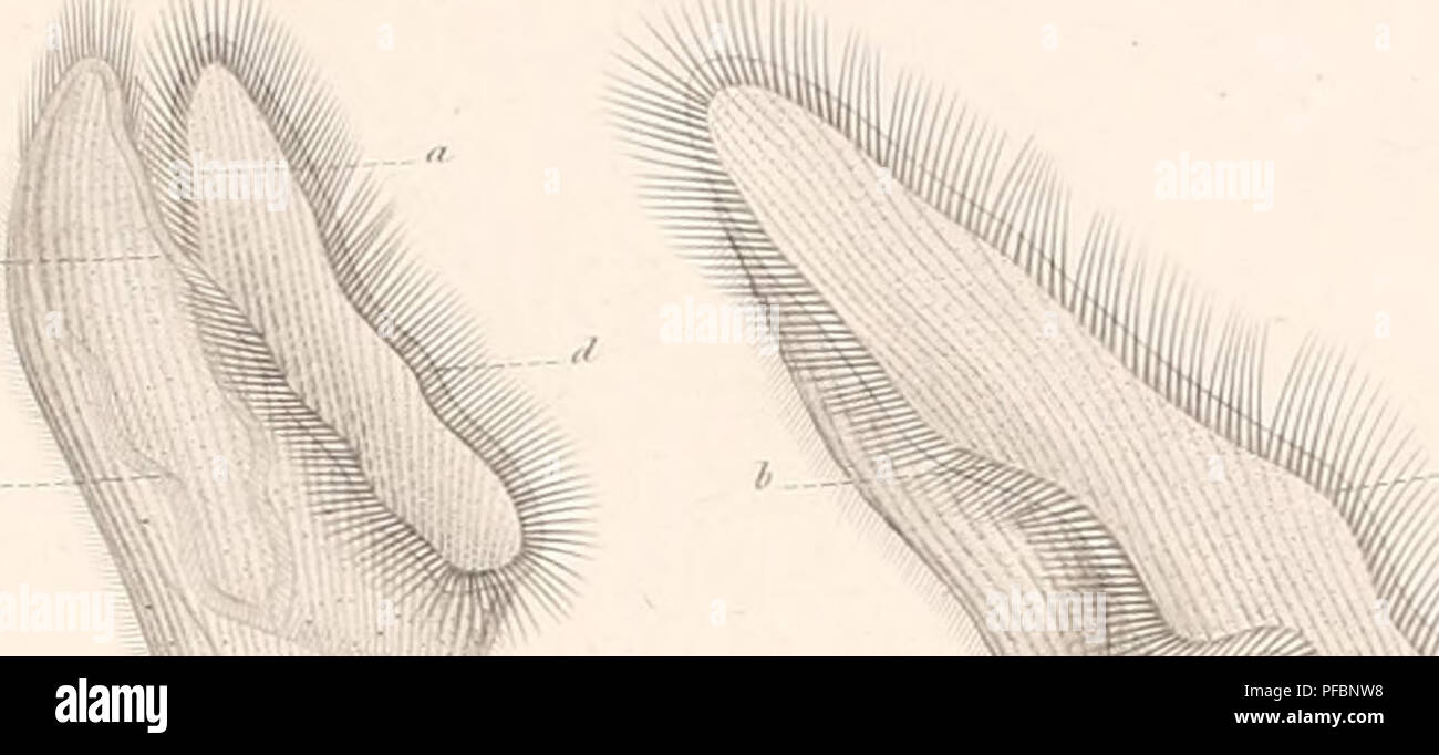 This German work focuses on the biology and classification of Infusoria ...